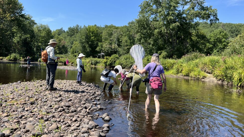 Late Summer Dragonflies on Millers River - Athol Bird & Nature Club
